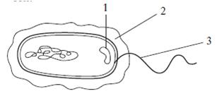 Prokaryotic Cell Unlabeled Diagram